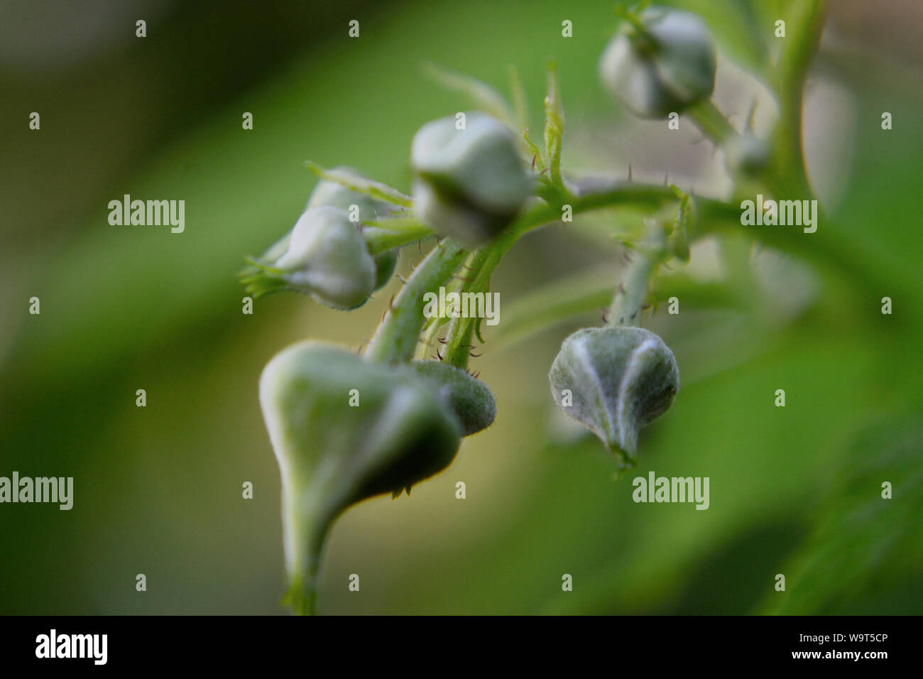 Raspberry buds hi-res stock photography and images - Alamy