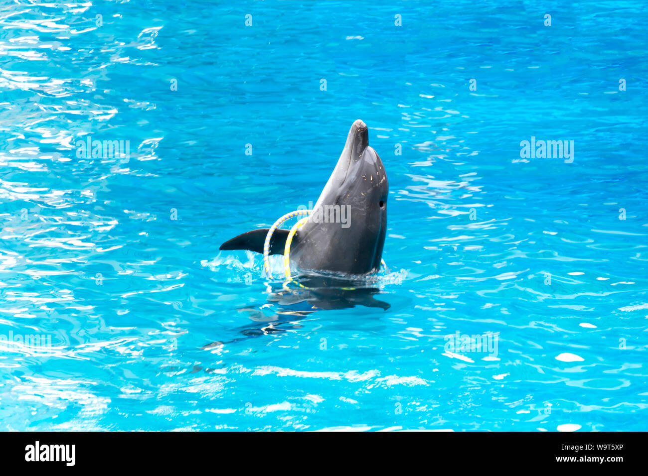 dolphin swim and dancing in the pool with acrobatic rings Stock Photo ...