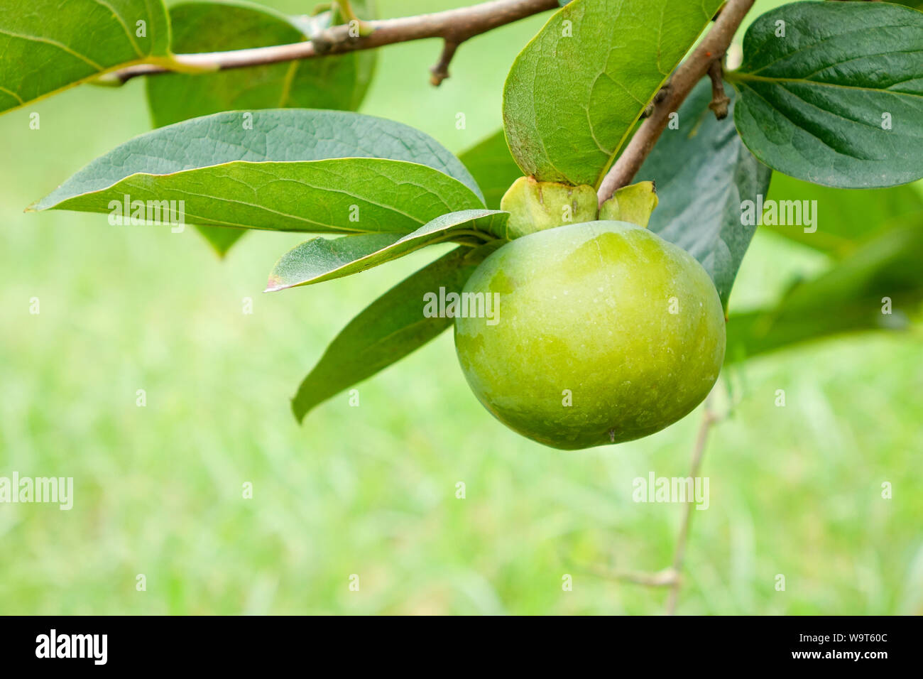 Orange persimmon among red hi-res stock photography and images - Alamy