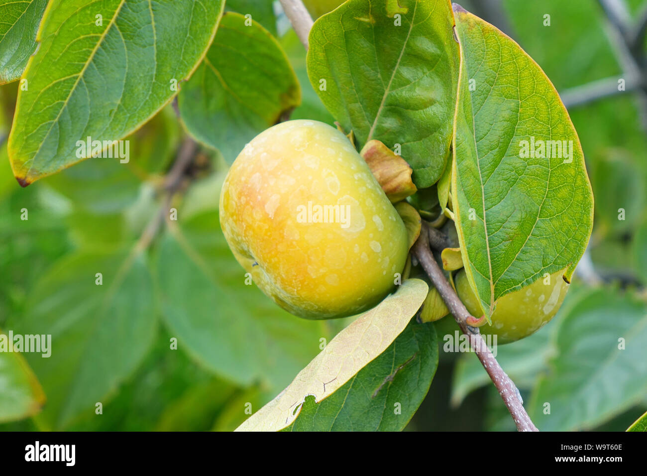 Orange persimmon among red hi-res stock photography and images - Alamy