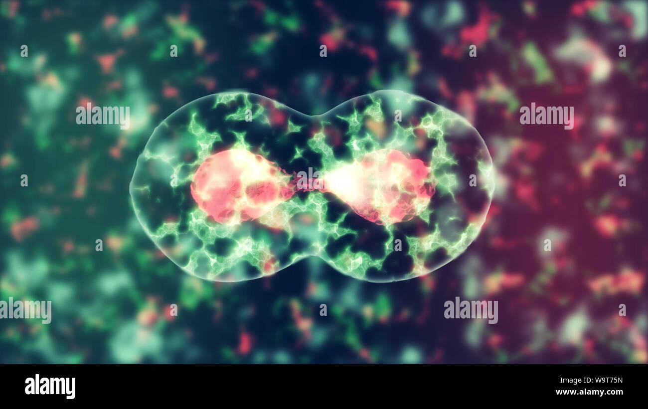 Realistic 3d illustration Cell Division, generic cell dividing with ...