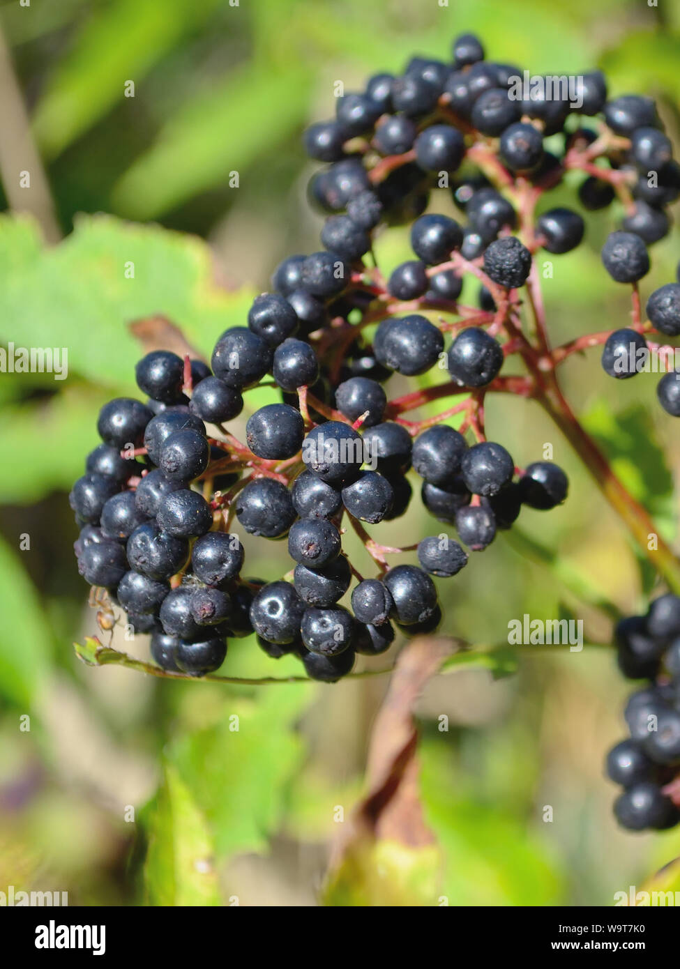 European dwarf elder berries Stock Photo - Alamy