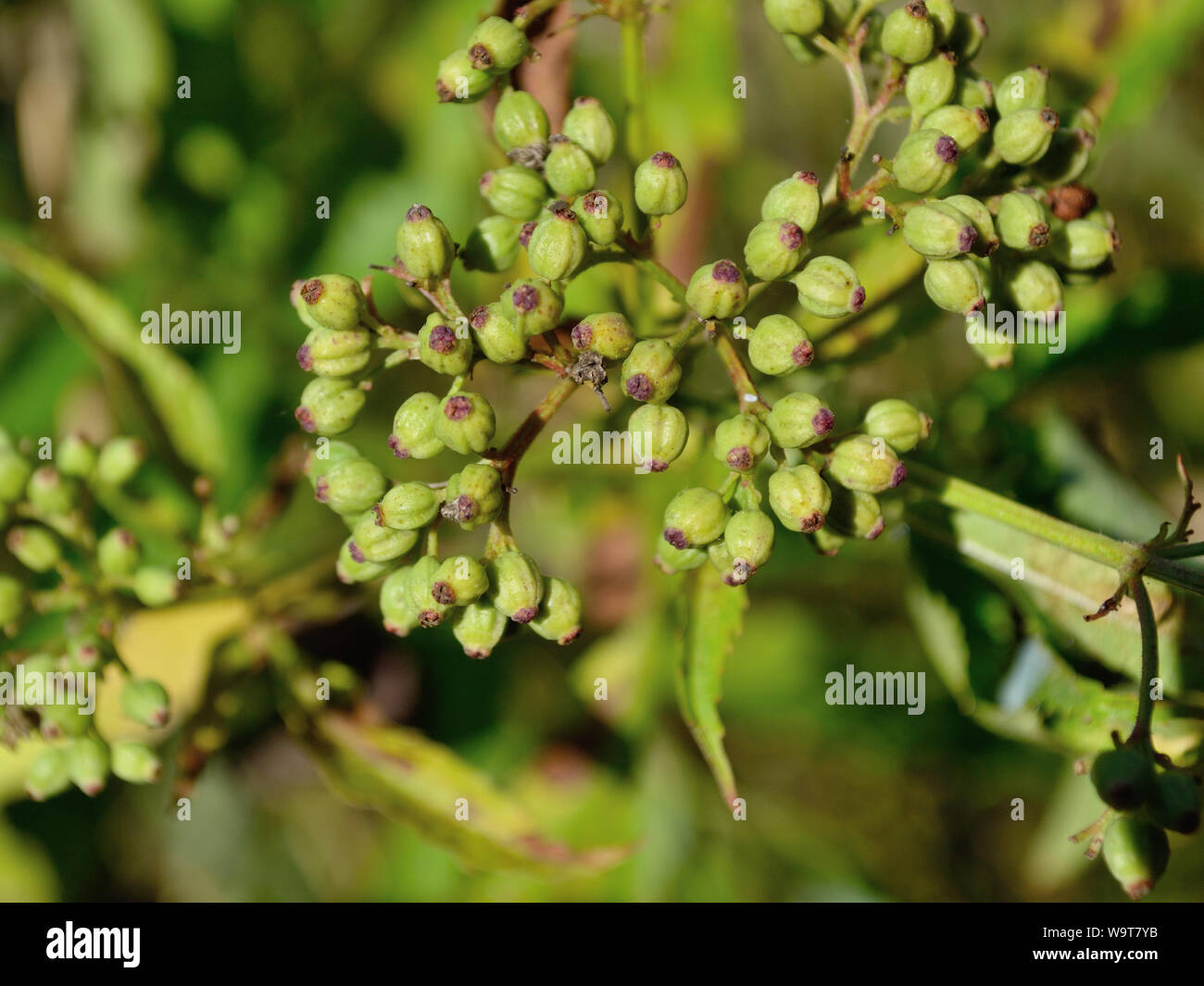 European green dwarf elder berries Stock Photo - Alamy