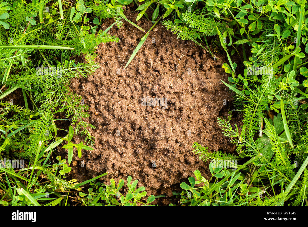 Molehill digging hi-res stock photography and images - Alamy