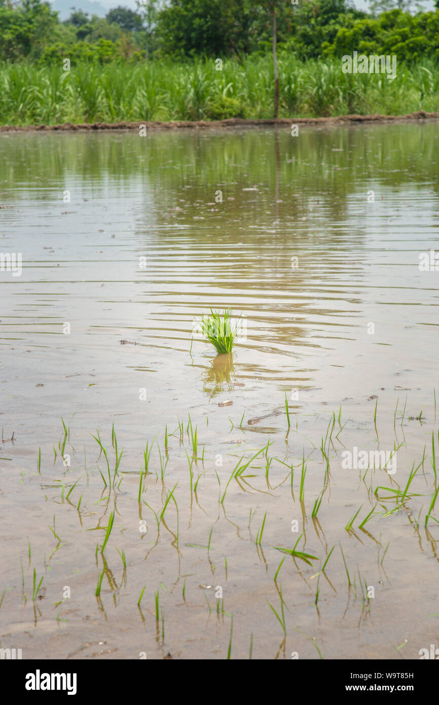 Rice plant seedlings ready to be replanted in the rice paddies in India ...
