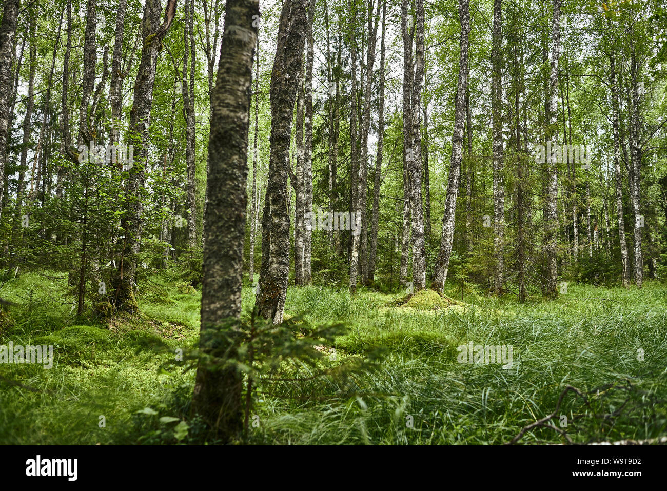 High Resolution Forest Texture High Resolution Stock Photography and ...