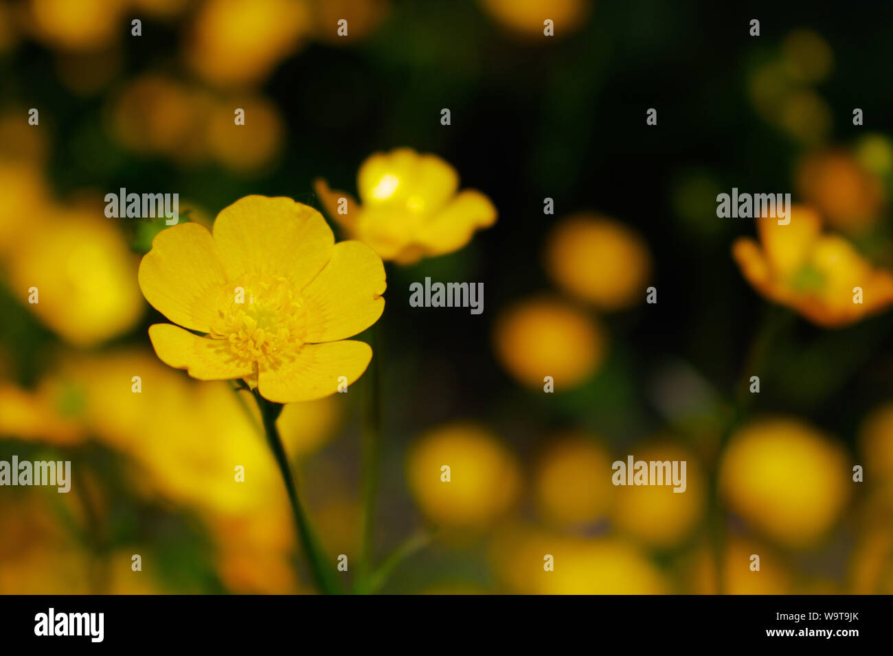 Buttercup flower yellow hi-res stock photography and images - Alamy