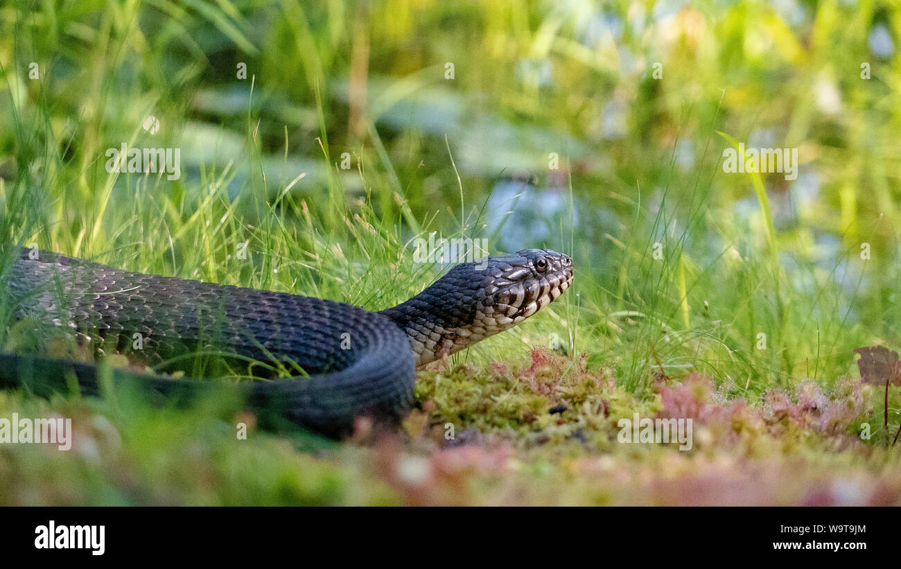 Northern watersnake hi-res stock photography and images - Alamy