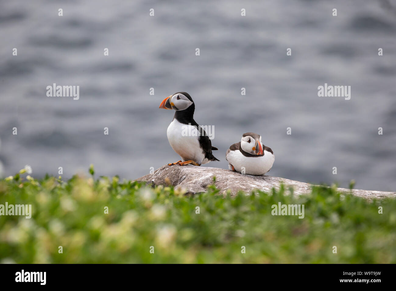 Pair of auks hi-res stock photography and images - Alamy