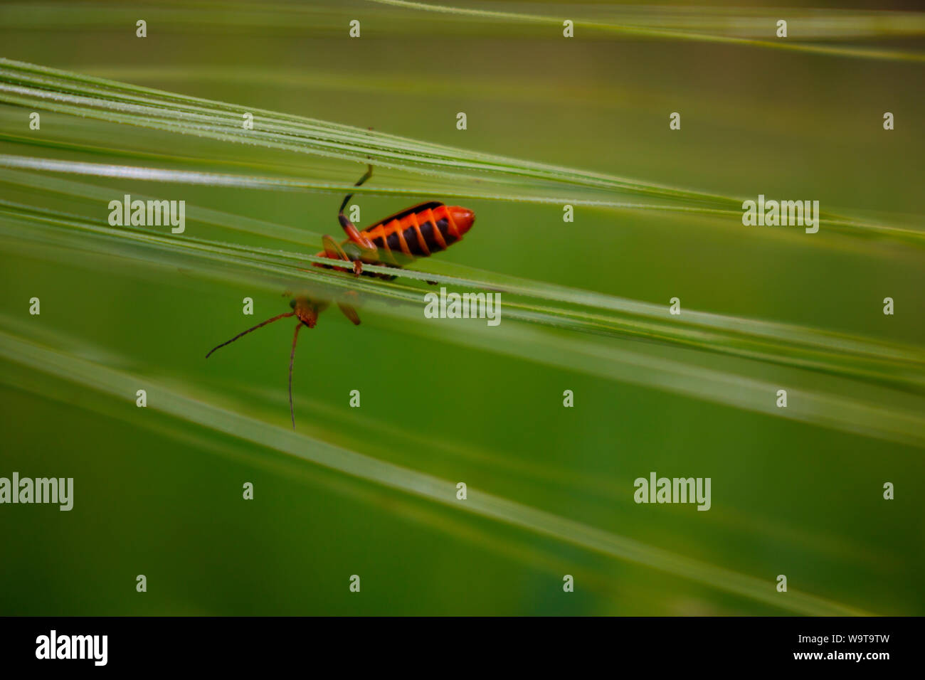 Insect on a oats plant Stock Photo - Alamy