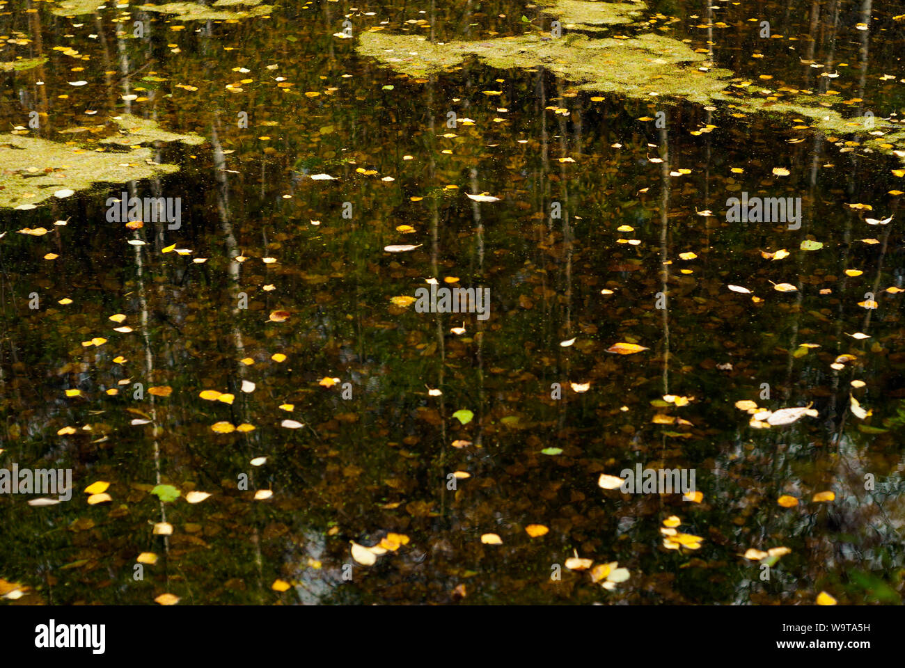 landscape - autumn swamp with mud and fallen leaves on the surface of ...
