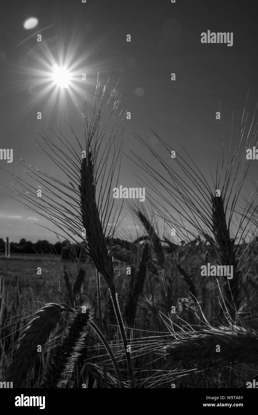 Country scene in black and white hi-res stock photography and images ...