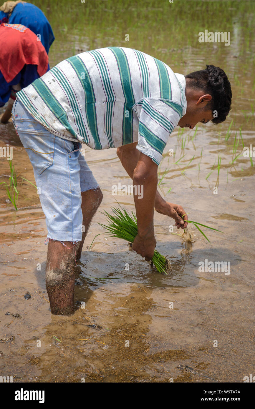 Group of Farmers Preparing to transplanting rice seedlings or young ...