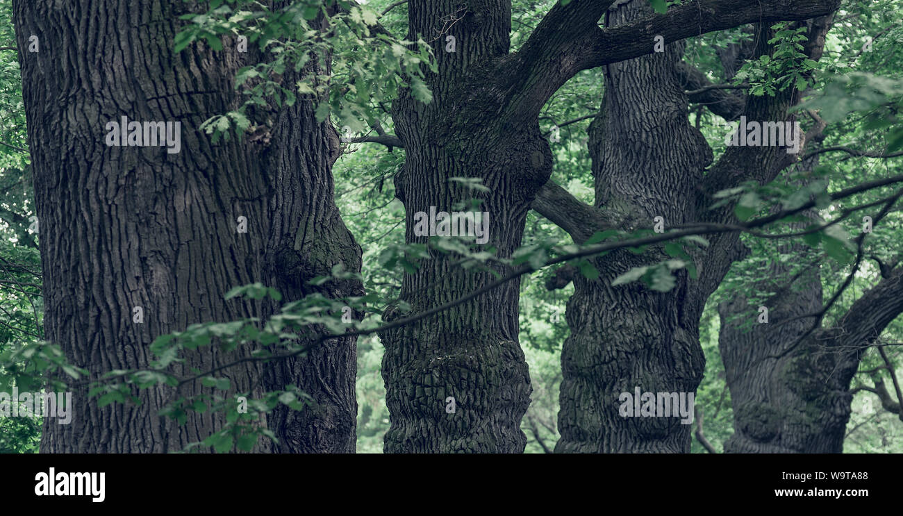 Trunk horizontal hi-res stock photography and images - Alamy