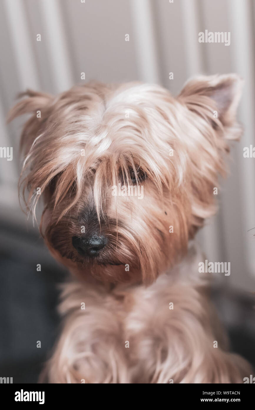 Portrait of a funny shy Yorkshire Terrier with long brown hair ...