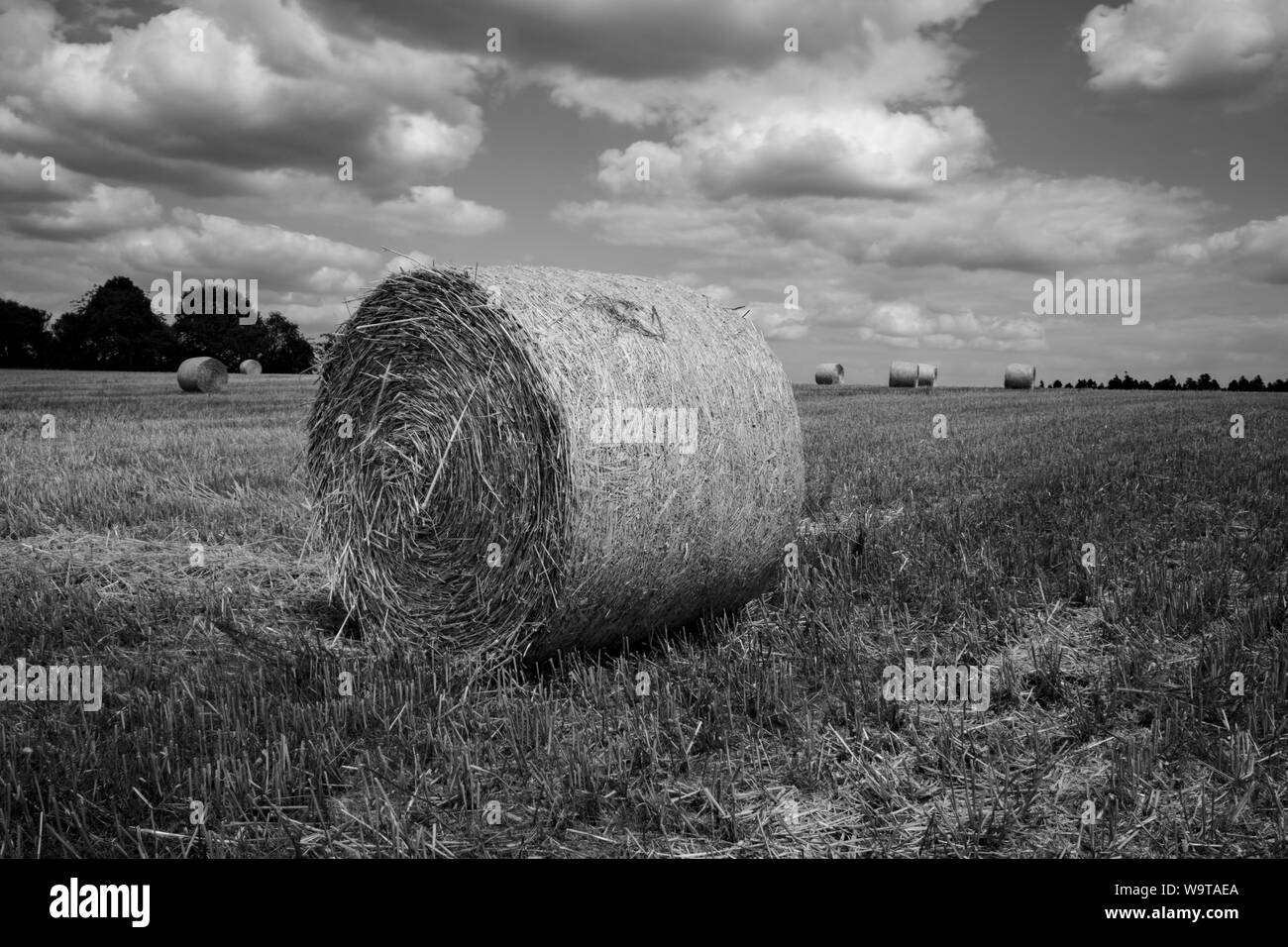 Corn to harvested Black and White Stock Photos & Images - Alamy