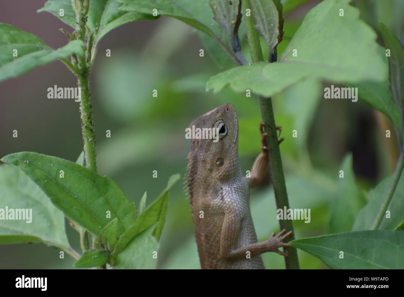 lizad and tree Stock Photo - Alamy