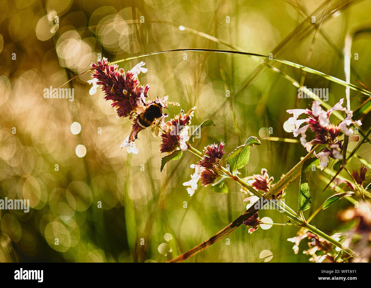 Beautiful bumble bee hi-res stock photography and images - Alamy