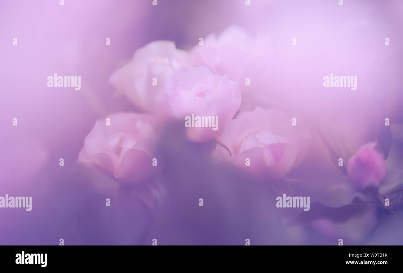 Blurred rose flower hi-res stock photography and images - Alamy