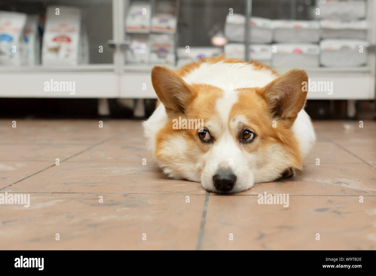 Pembroke welsh corgi lying down hi-res stock photography and images - Alamy