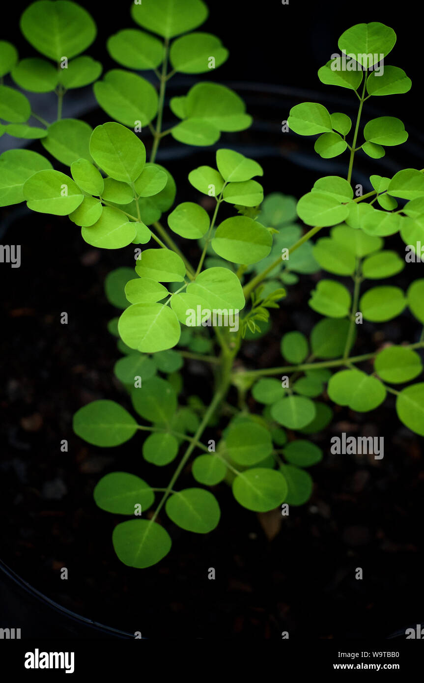 Moringa plant pot hi-res stock photography and images - Alamy