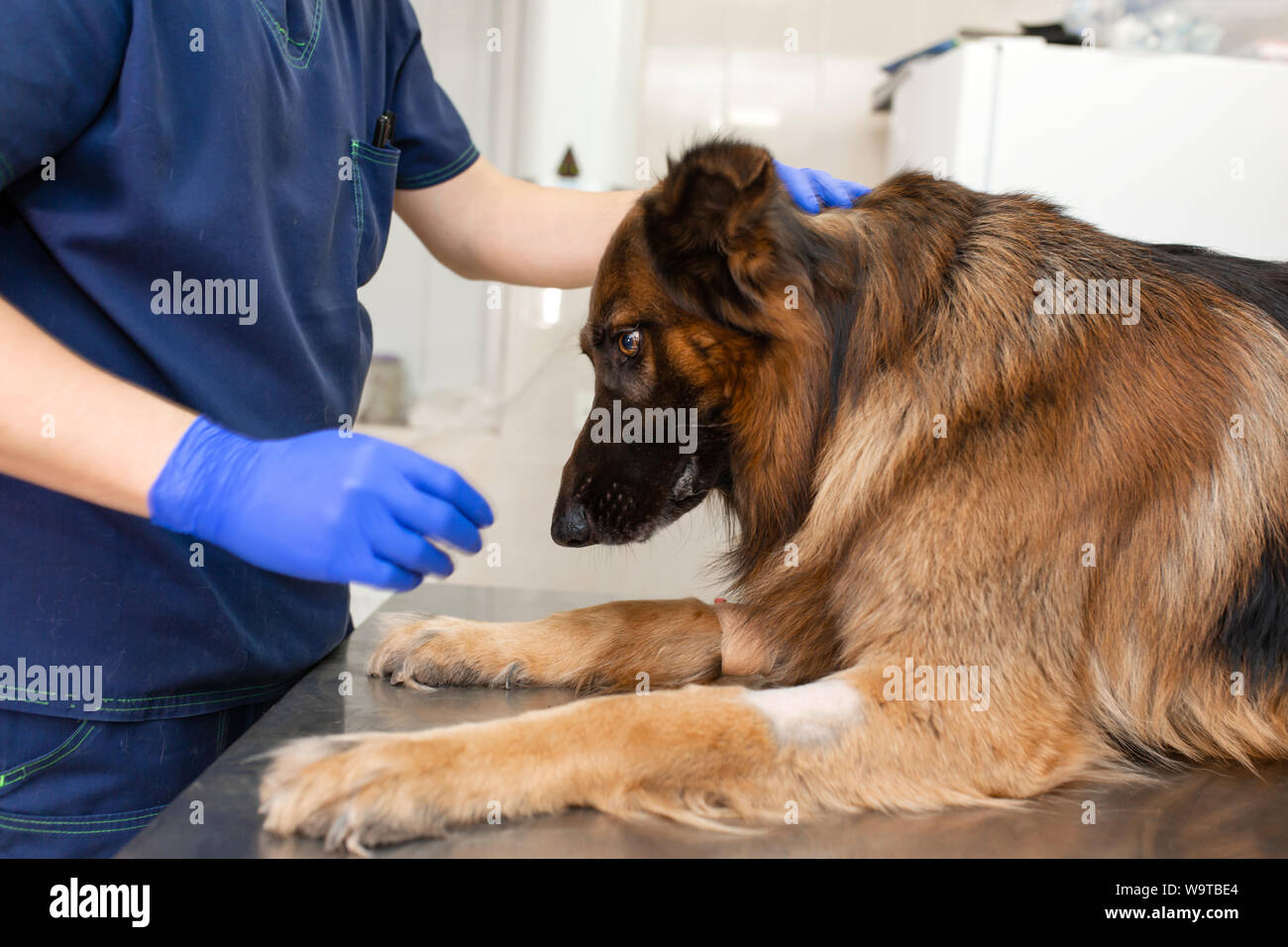 Beautiful german shepherd examination veterinarian hi-res stock ...