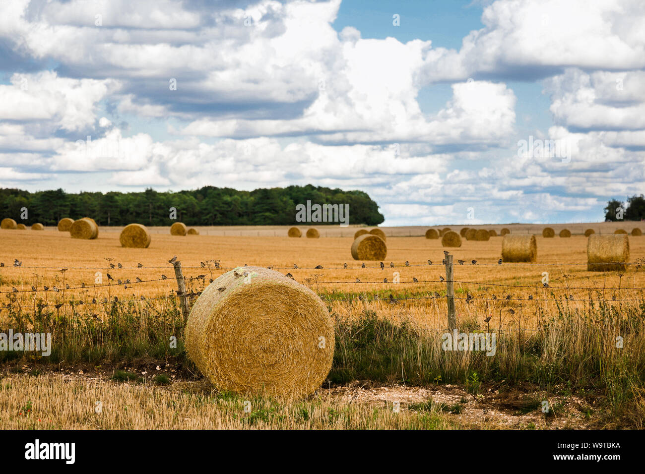 Farming with nature birds hi-res stock photography and images - Alamy