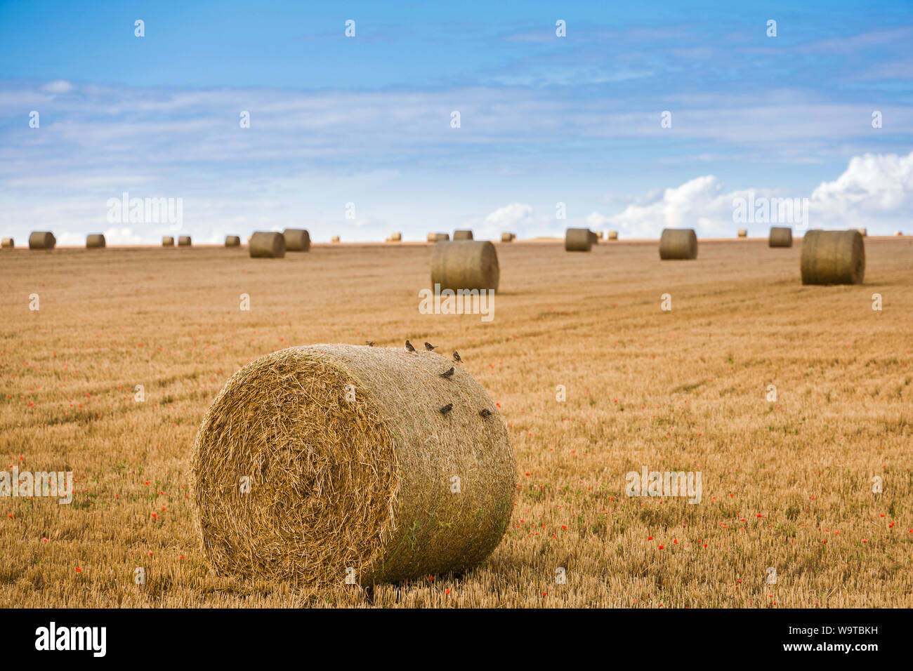 Farmers gathering in hay in hi-res stock photography and images - Alamy