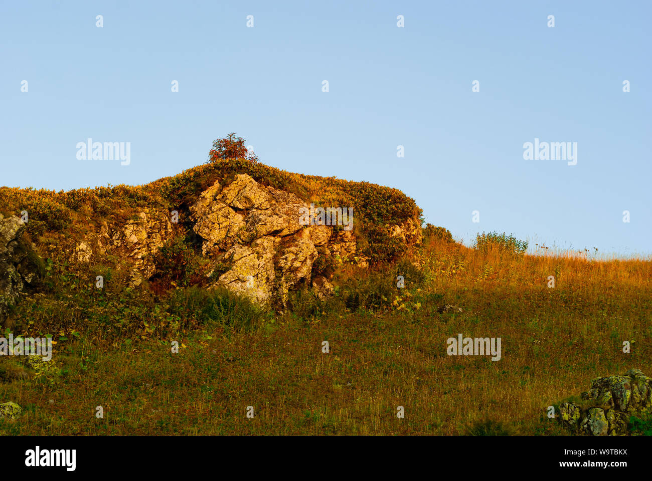 Alpine forbs hi-res stock photography and images - Alamy