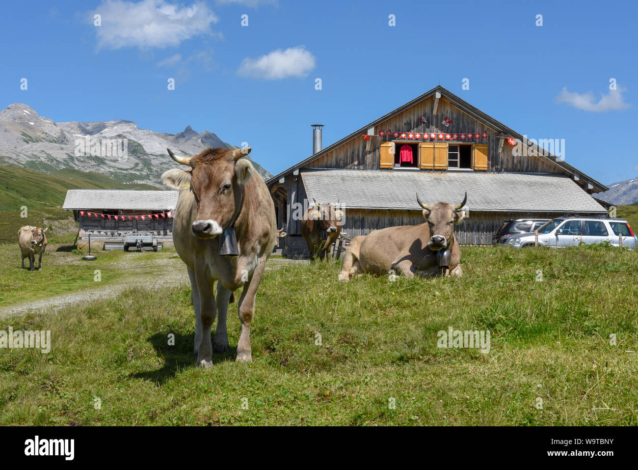 Grazing cows at Melchsee-Frutt on the Swiss alps Stock Photo - Alamy