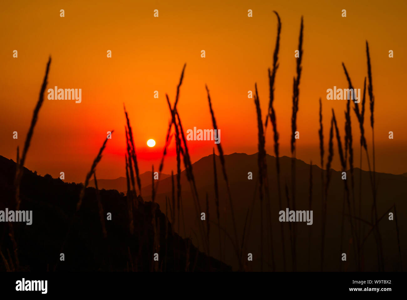 Sunrise through spikelets grass hi-res stock photography and images - Alamy
