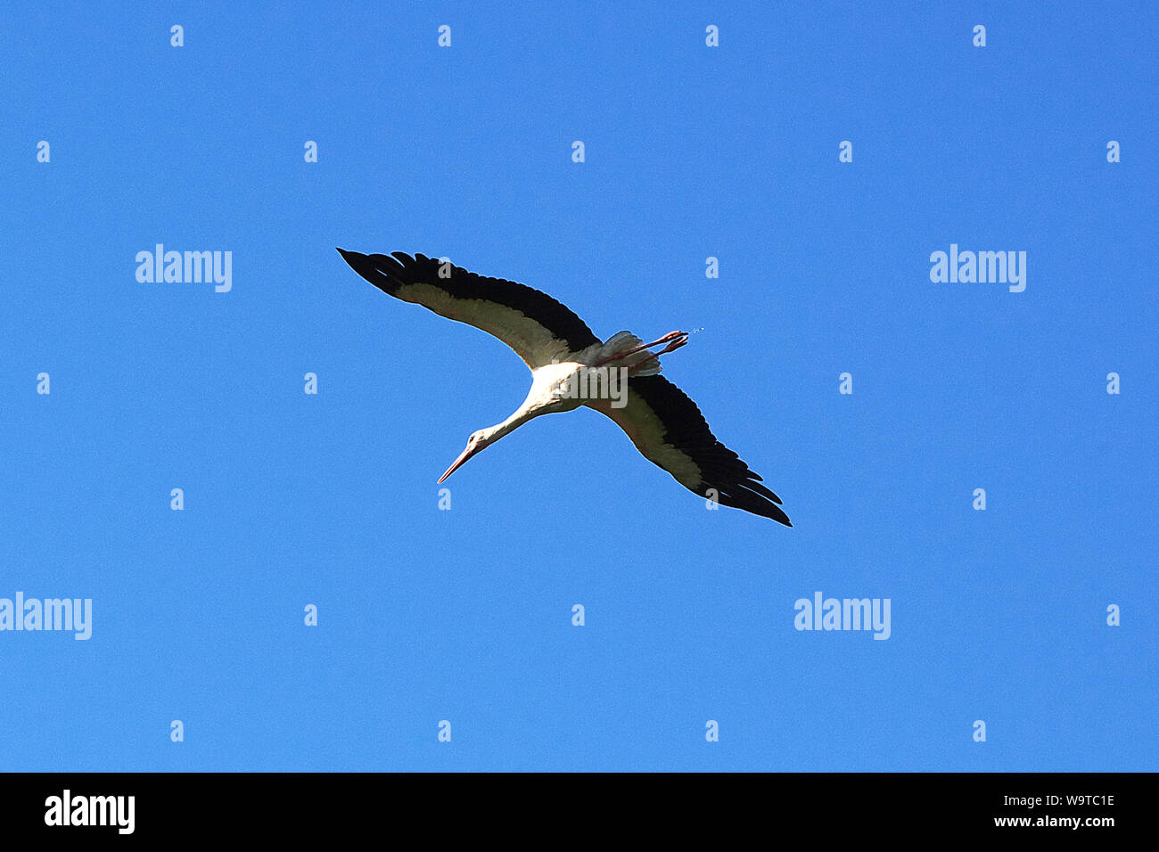 The Stork in sky of Belarus Stock Photo - Alamy