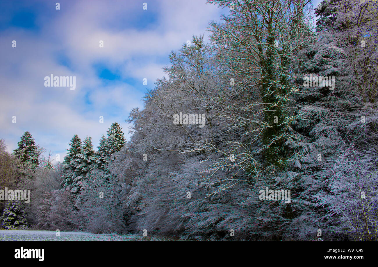 Leaf in the snowy hi-res stock photography and images - Alamy