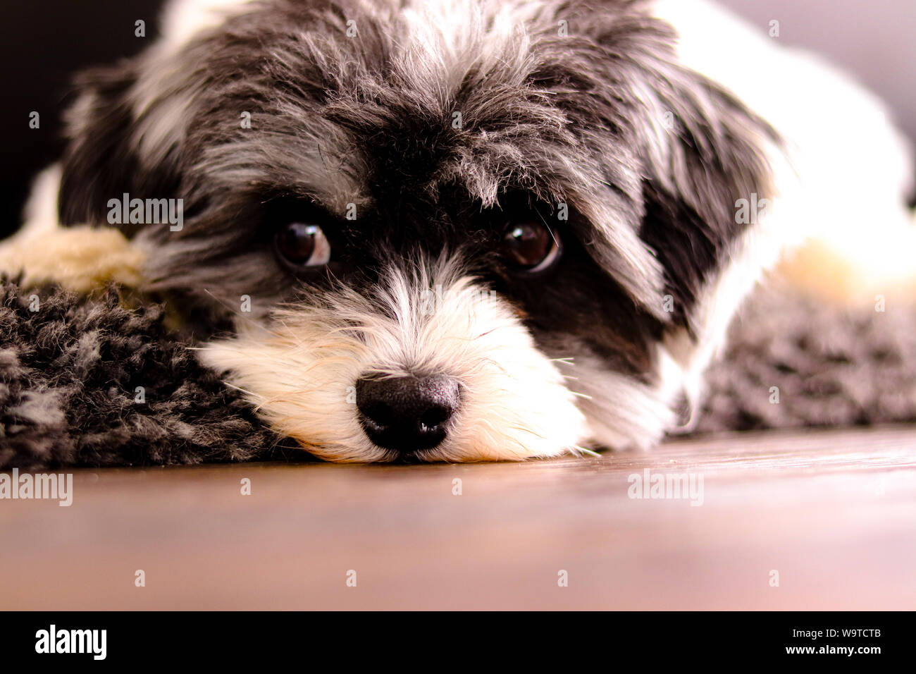 Portrait of a Bolonka Zwetna Stock Photo - Alamy