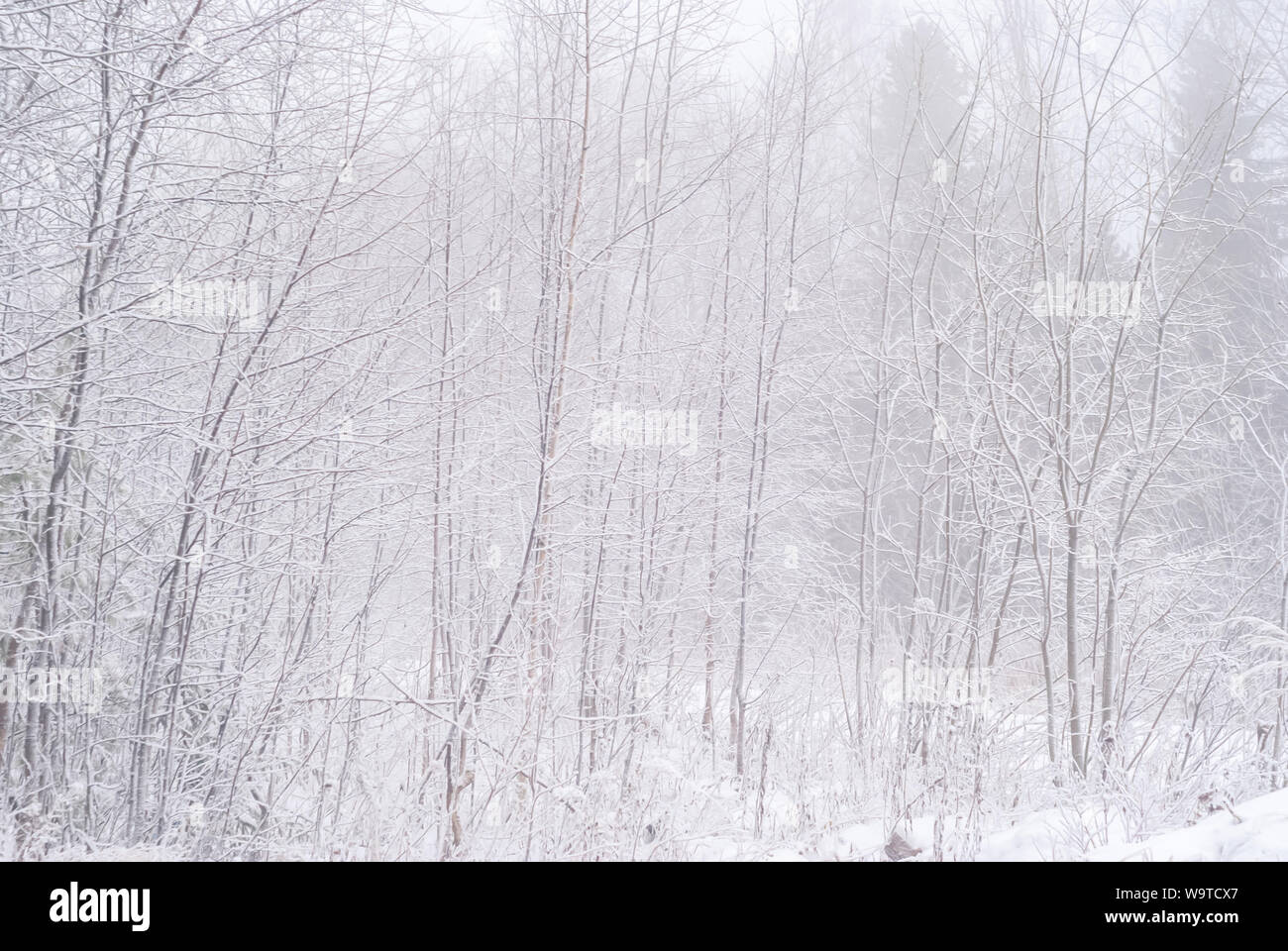Young deciduous trees hi-res stock photography and images - Alamy