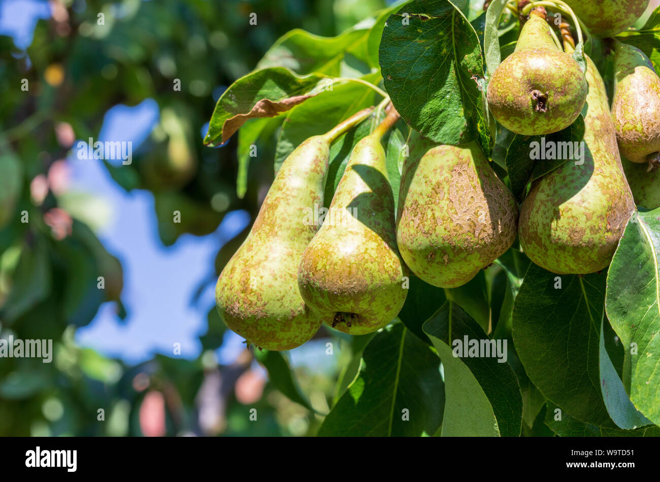 Lovely cluster of conference pears (Conference - Pyrus communis ...