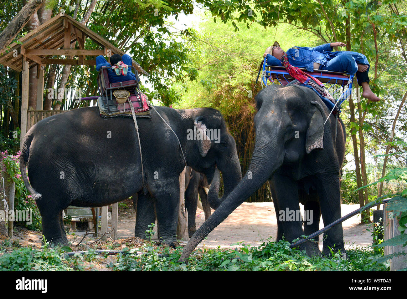 Asian elephants on an elephant farm, Elephas maximus, Thailand, Asia ...