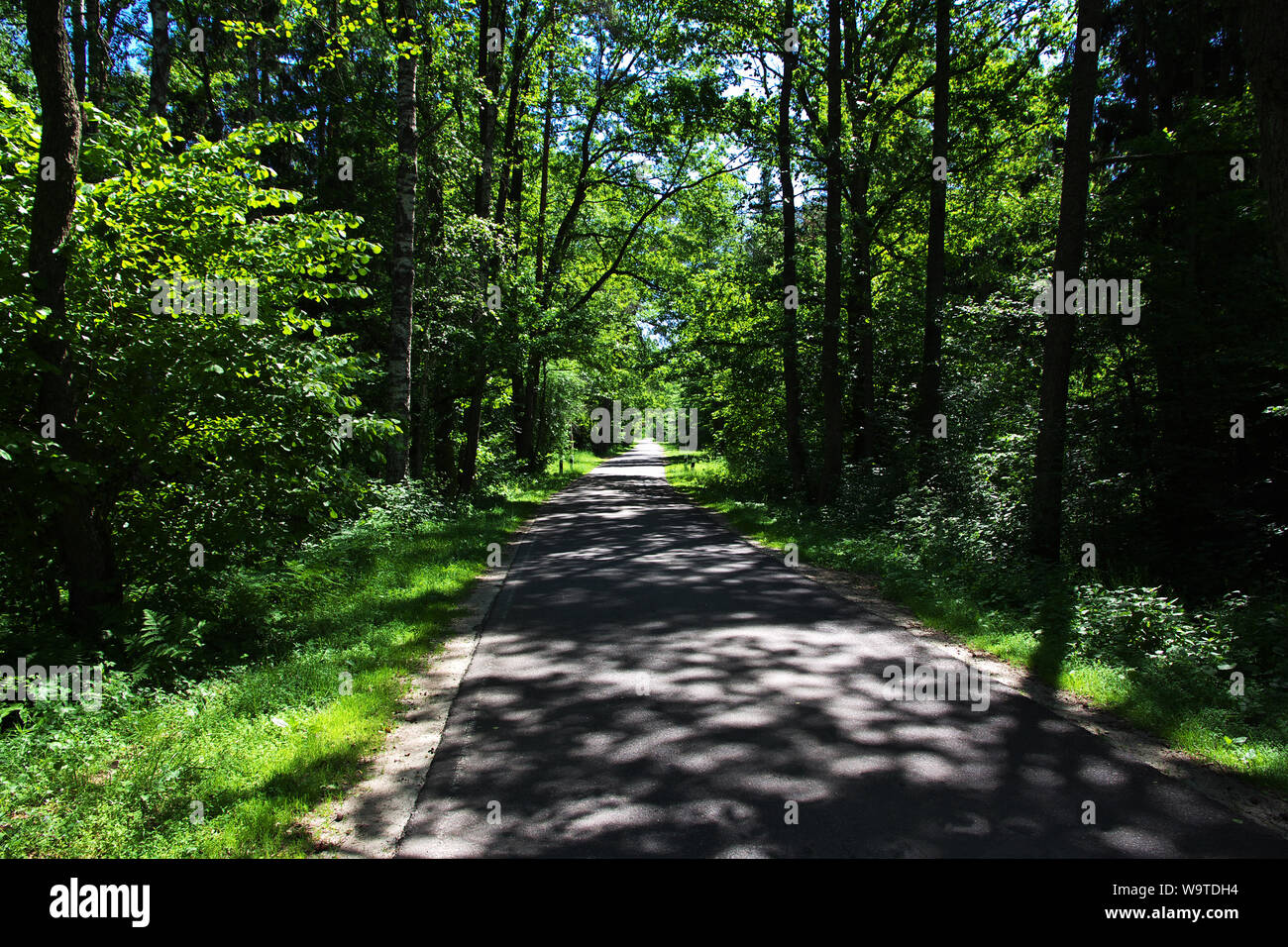 Belovezhskaya Pushcha in Belarus country Stock Photo - Alamy