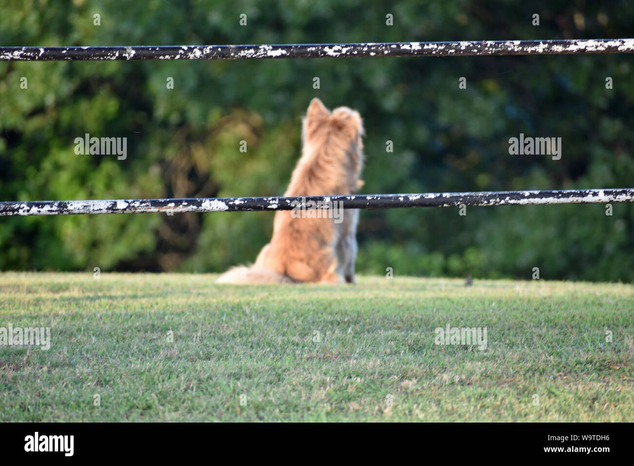 Cattle Dog on Guard Stock Photo - Alamy