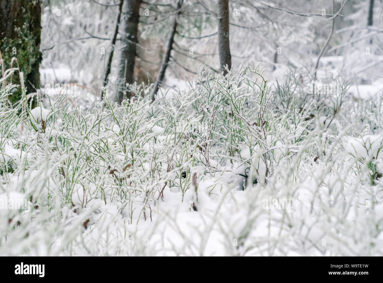 Winter green undergrowth hi-res stock photography and images - Alamy
