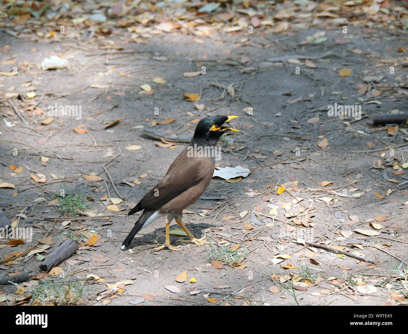 common myna or Indian myna, Hirtenmaina, Acridotheres tristis, Thailand ...