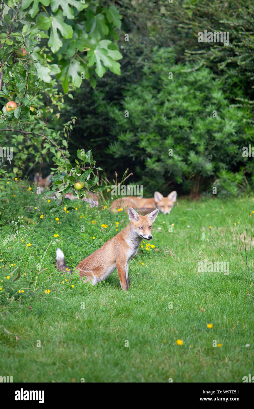 Three juvenile fox cubs, about 5 months old, relax in a suburban garden ...