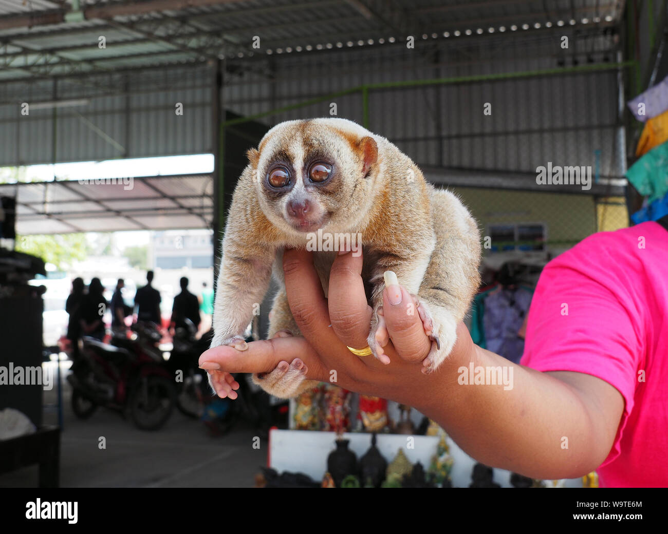 Nycticebus hi-res stock photography and images - Alamy