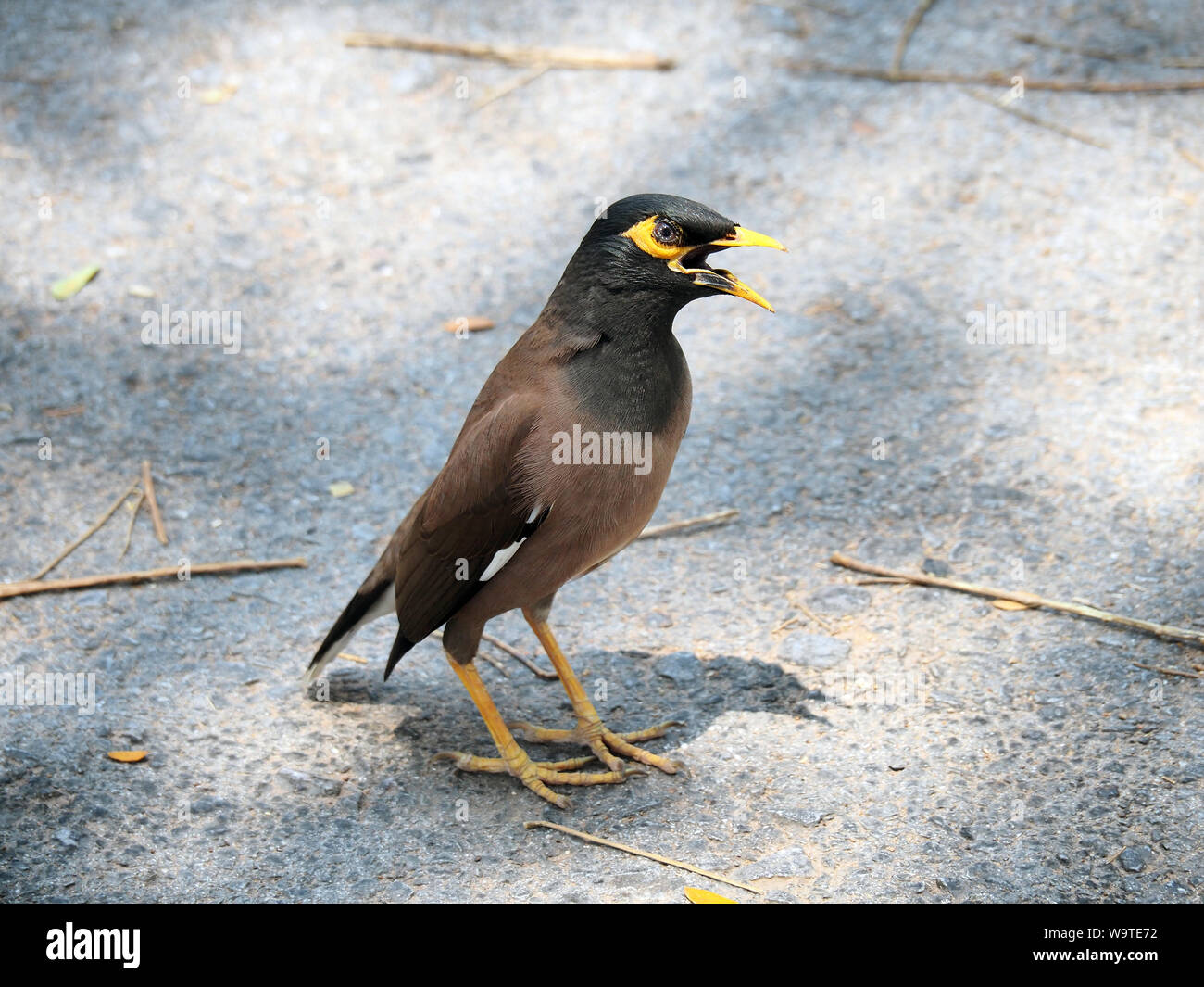 Common myna thailand hi-res stock photography and images - Alamy
