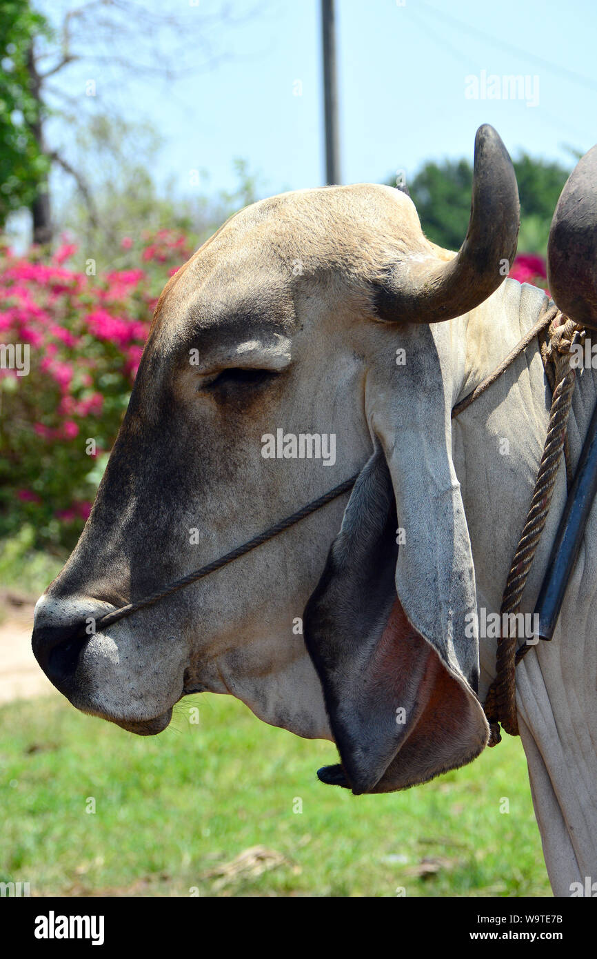 Bos Indicus High Resolution Stock Photography and Images - Alamy