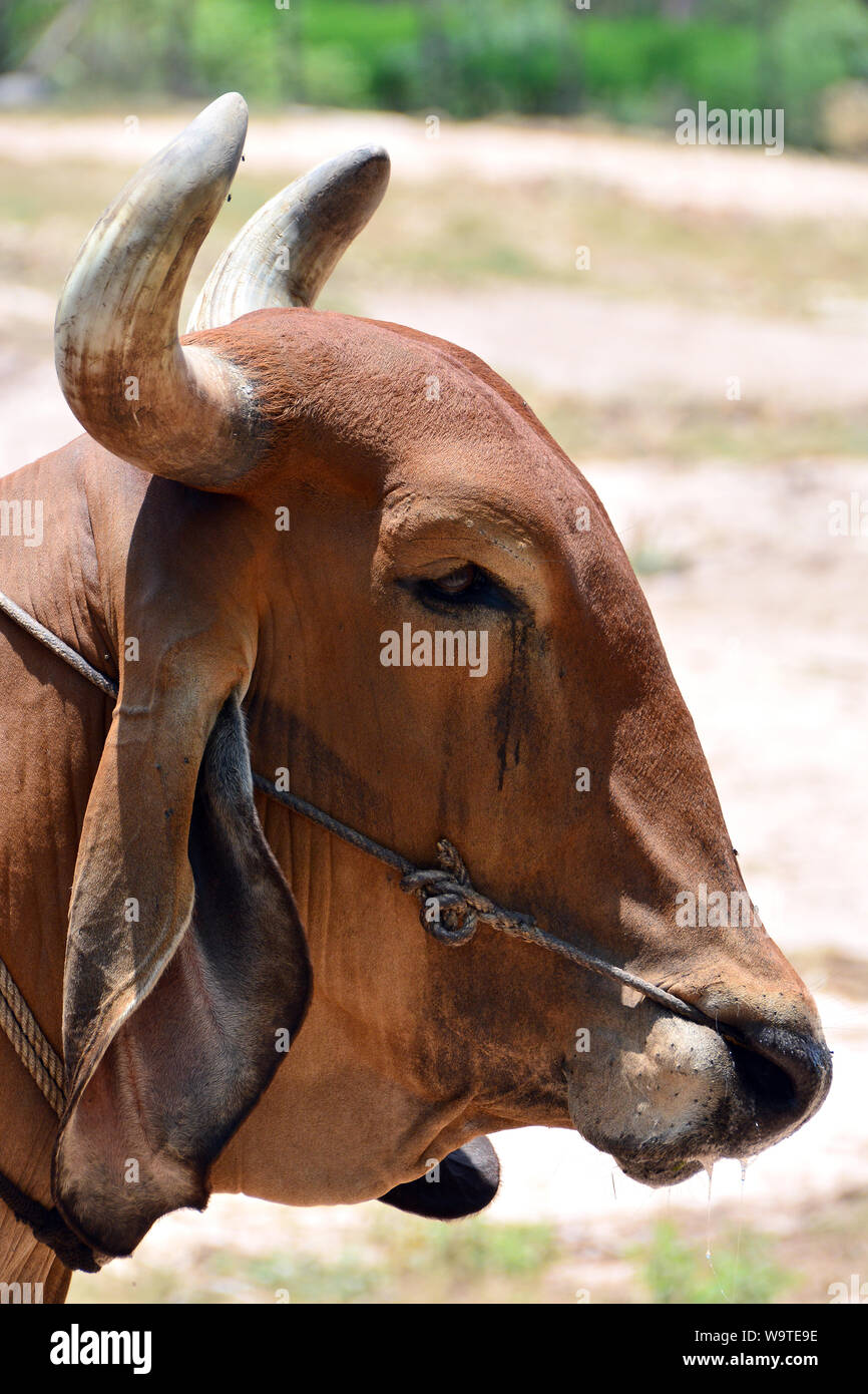 Bos Primigenius Indicus High Resolution Stock Photography and Images ...