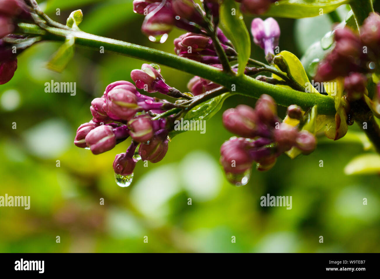 Flower drooping head hi-res stock photography and images - Alamy