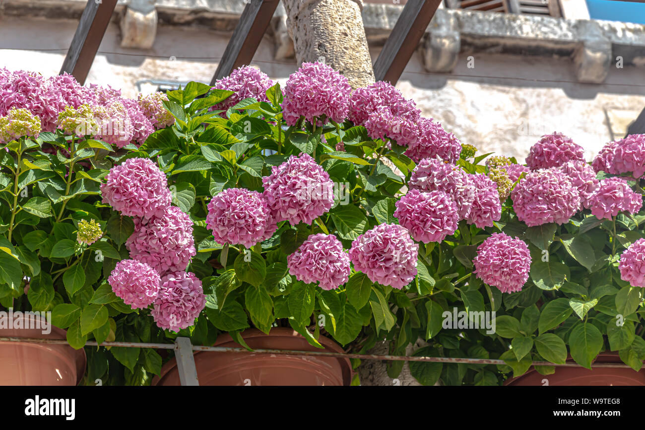 Hydrangea macrophylla 'Harlequin' Stock Photo - Alamy