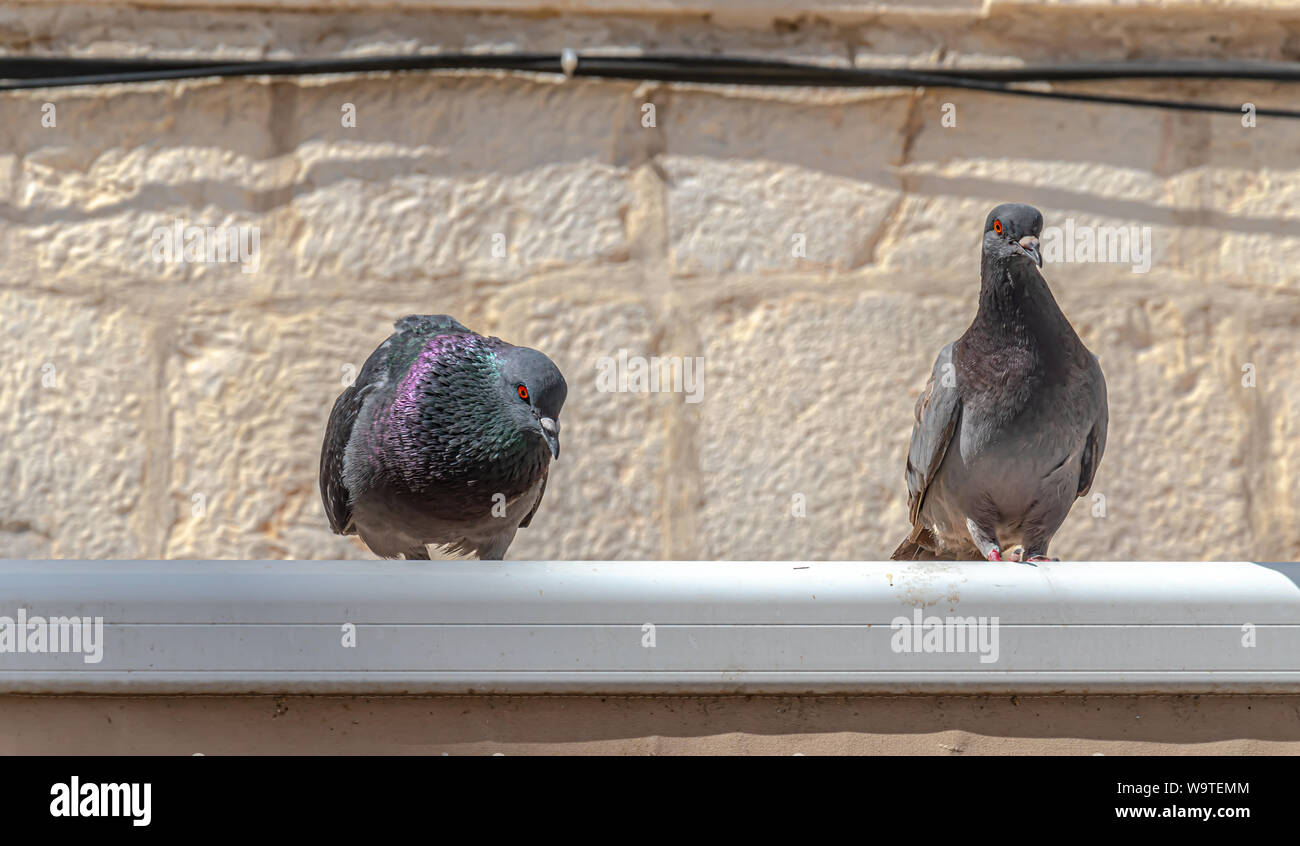 Dove doves scenery view hi-res stock photography and images - Alamy
