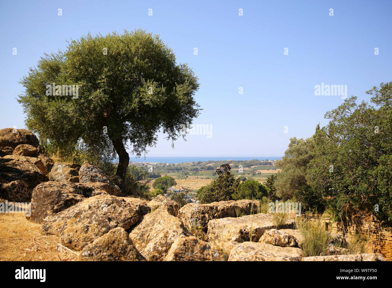 Sicily olive tree hi-res stock photography and images - Alamy